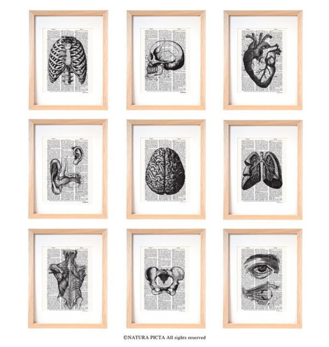 Anatomy Print Set of 9: Antique Medical Wall Art - Etsy