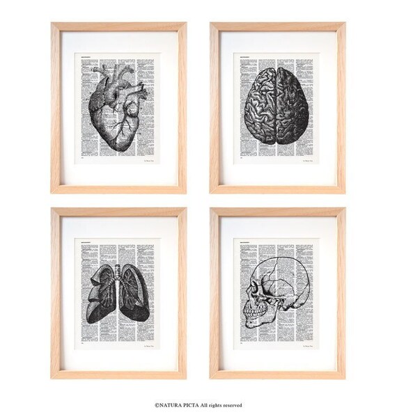 Anatomy Set of 4 Prints Anatomy Dictionary Print Medical | Etsy
