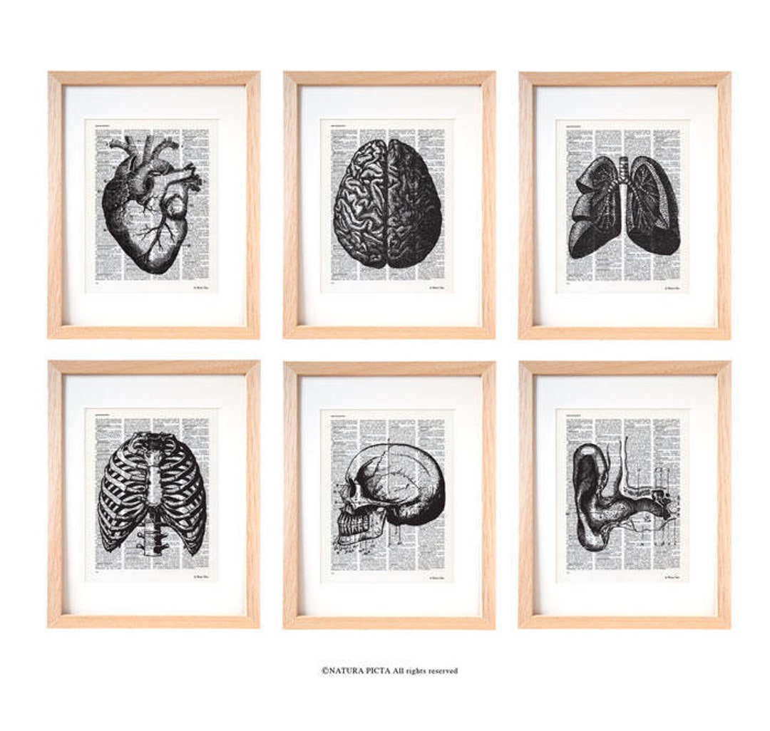 Anatomy Print Set of 6, Anatomical Wall Art, Anatomy Book Art, Medical ...