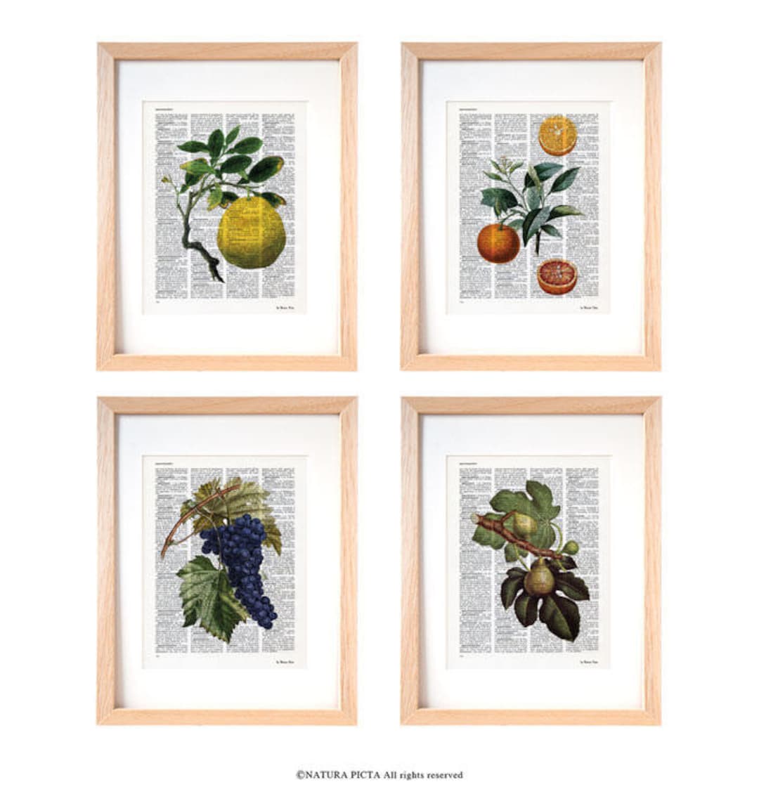 Antique Fruit Botanical Prints: Italian Kitchen Wall Art Set - Etsy UK