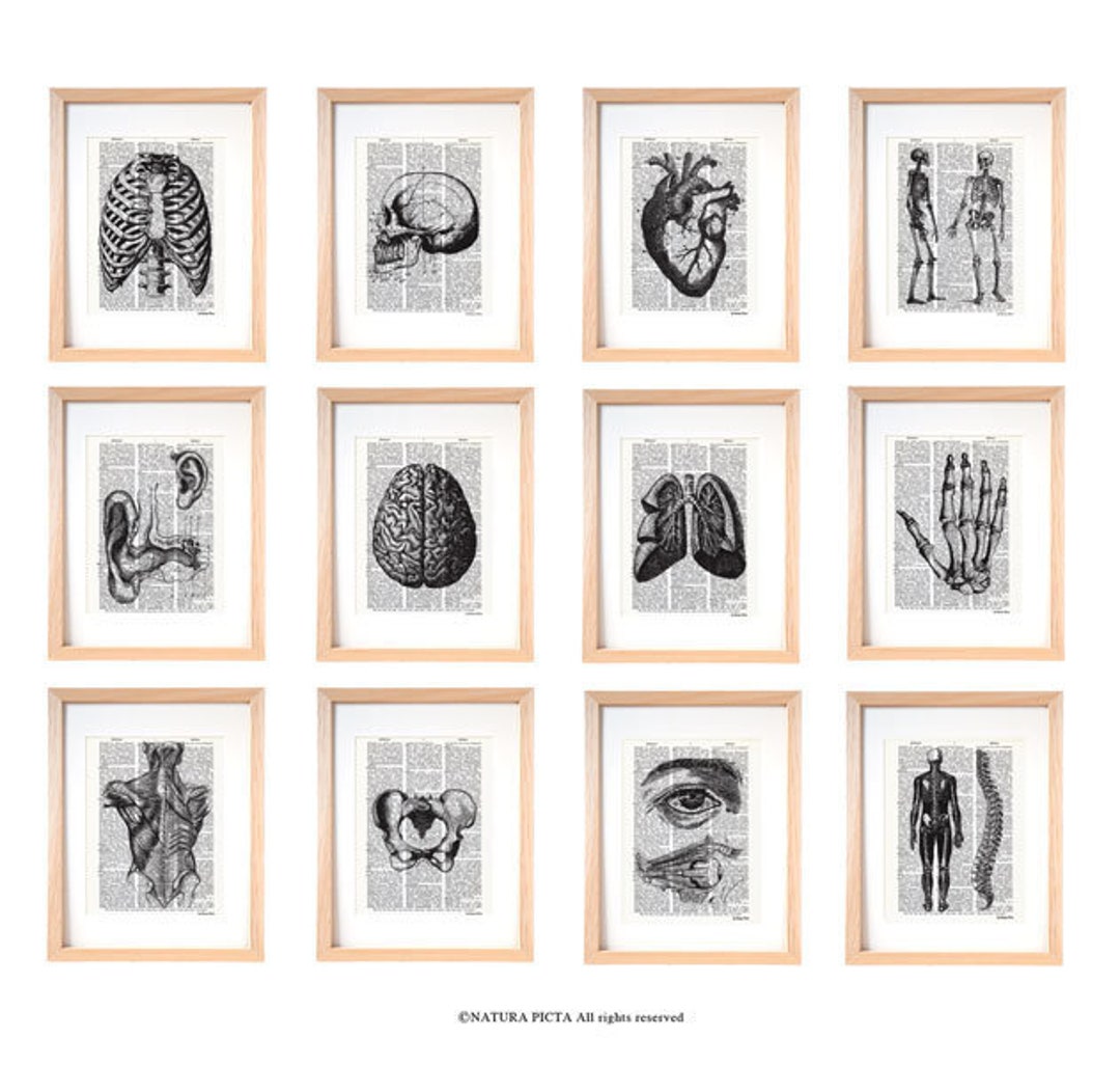 Anatomy Print Set of 12 Anatomical Print Medical Office - Etsy