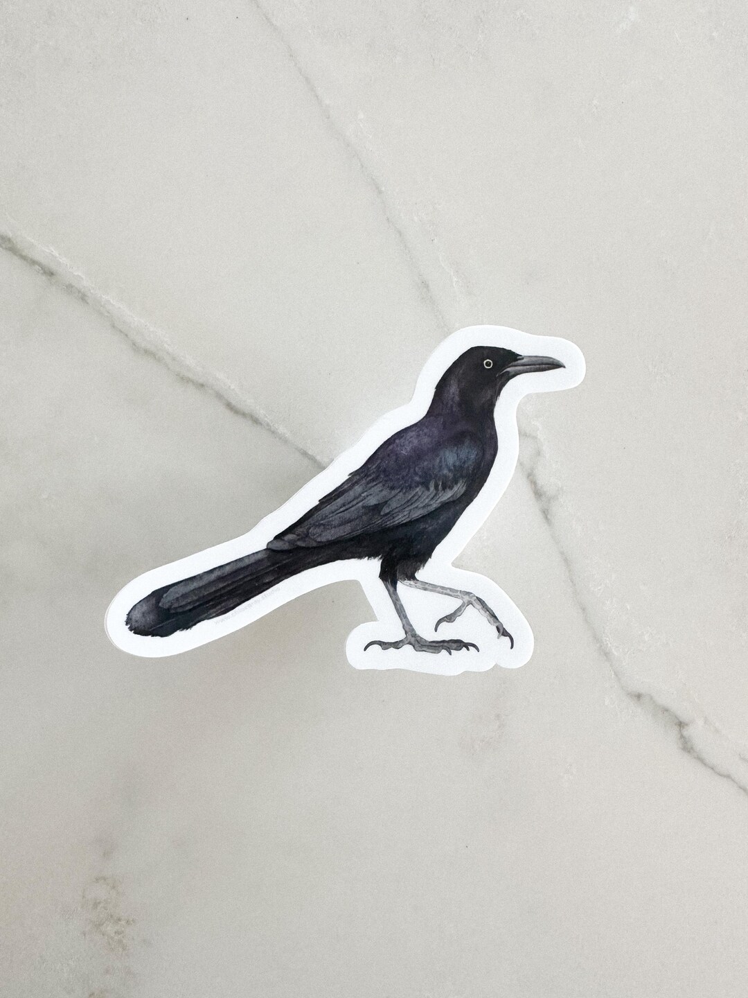 Grackle Sticker - Etsy