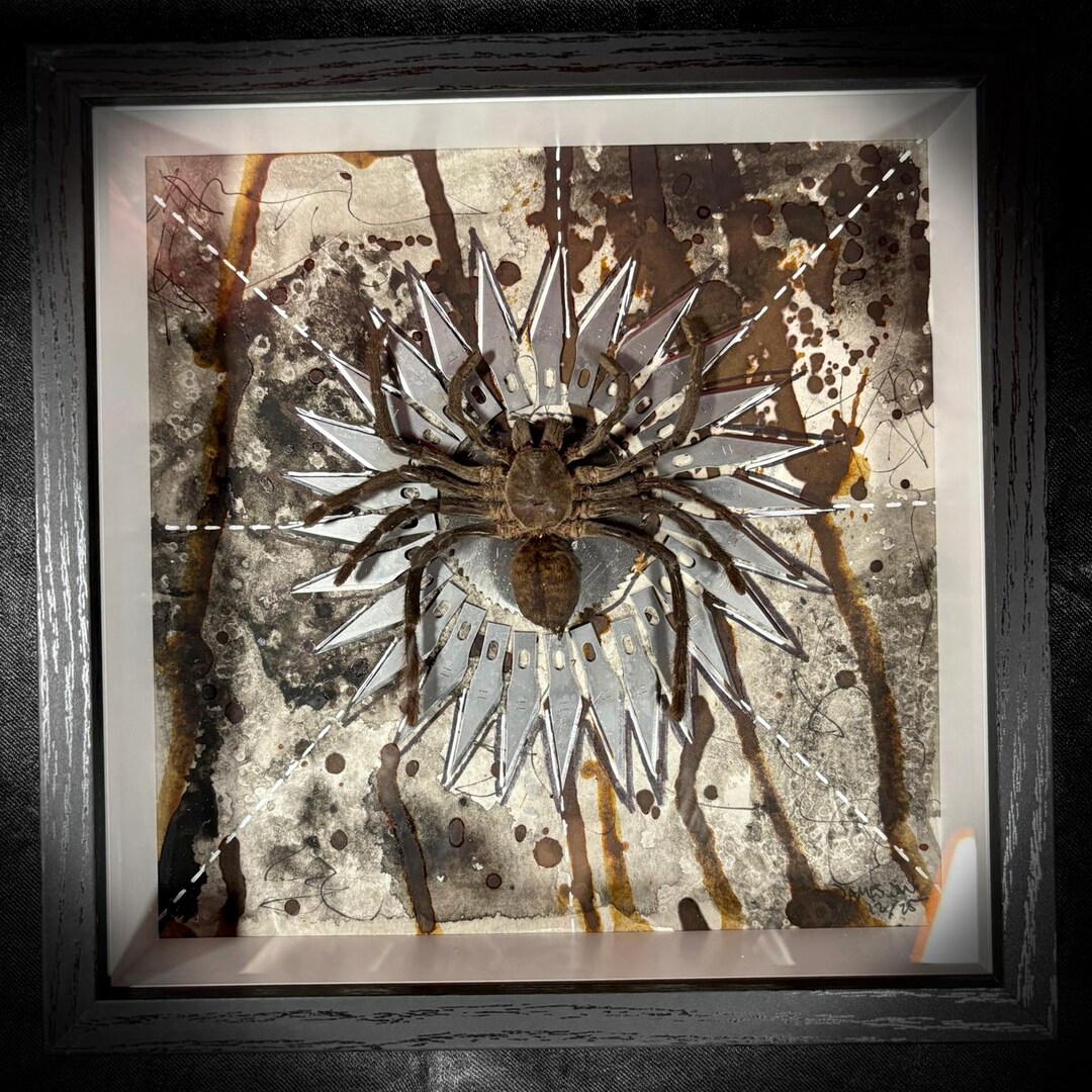 Exuviae & Edge - VIII/VIII Haplopelma Tarantula Surrounded by X-acto ...