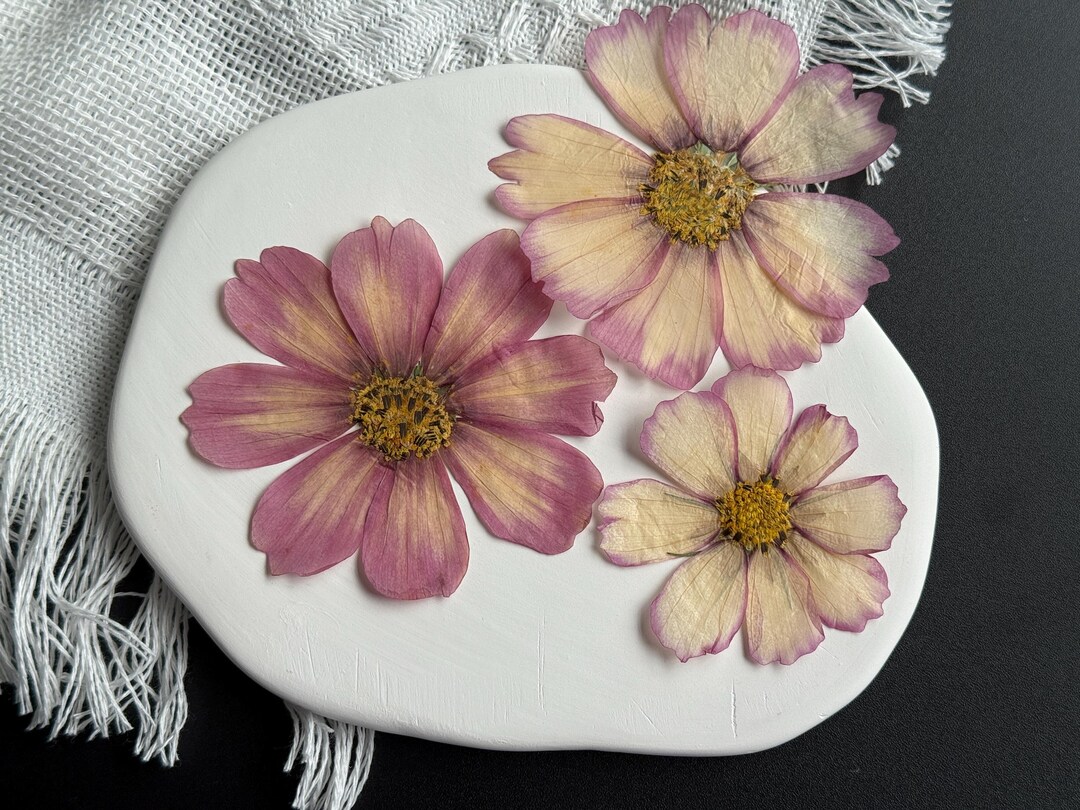 Pressed Dried Cosmos Bipinnatus Flowers for Floral Art Craft Resin ...