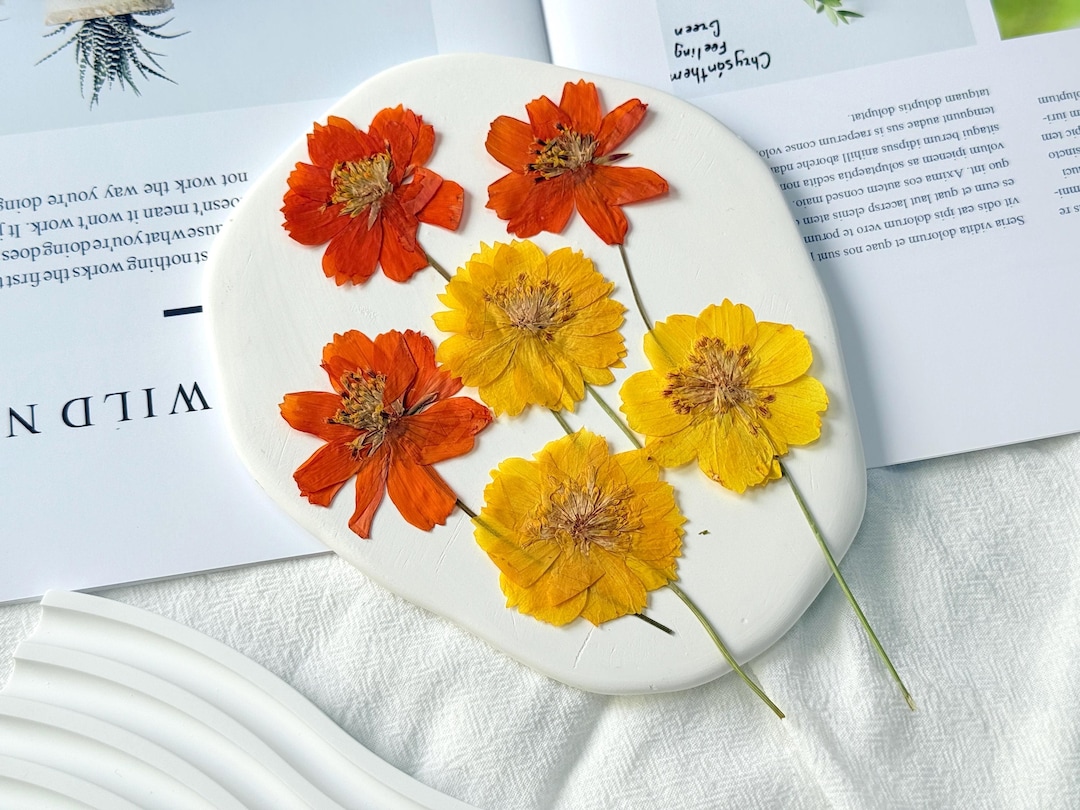Pressed Dried Sulfur Cosmos Flowers With Stems for Floral Art Craft ...