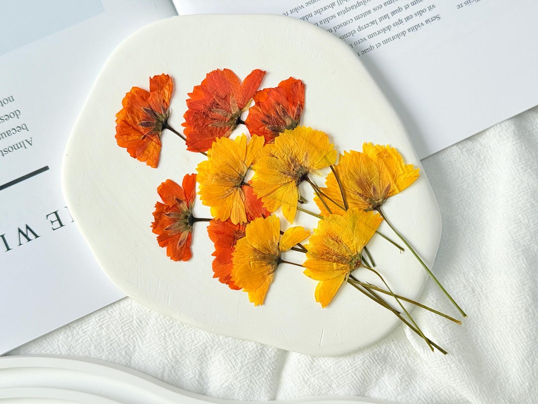 Side-pressed Dried Sulfur Cosmos Flowers With Stems for Floral Art ...