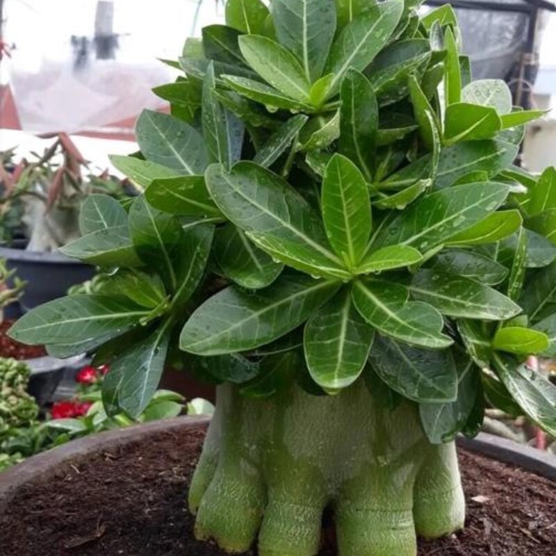 Adenium Arabicum - Etsy
