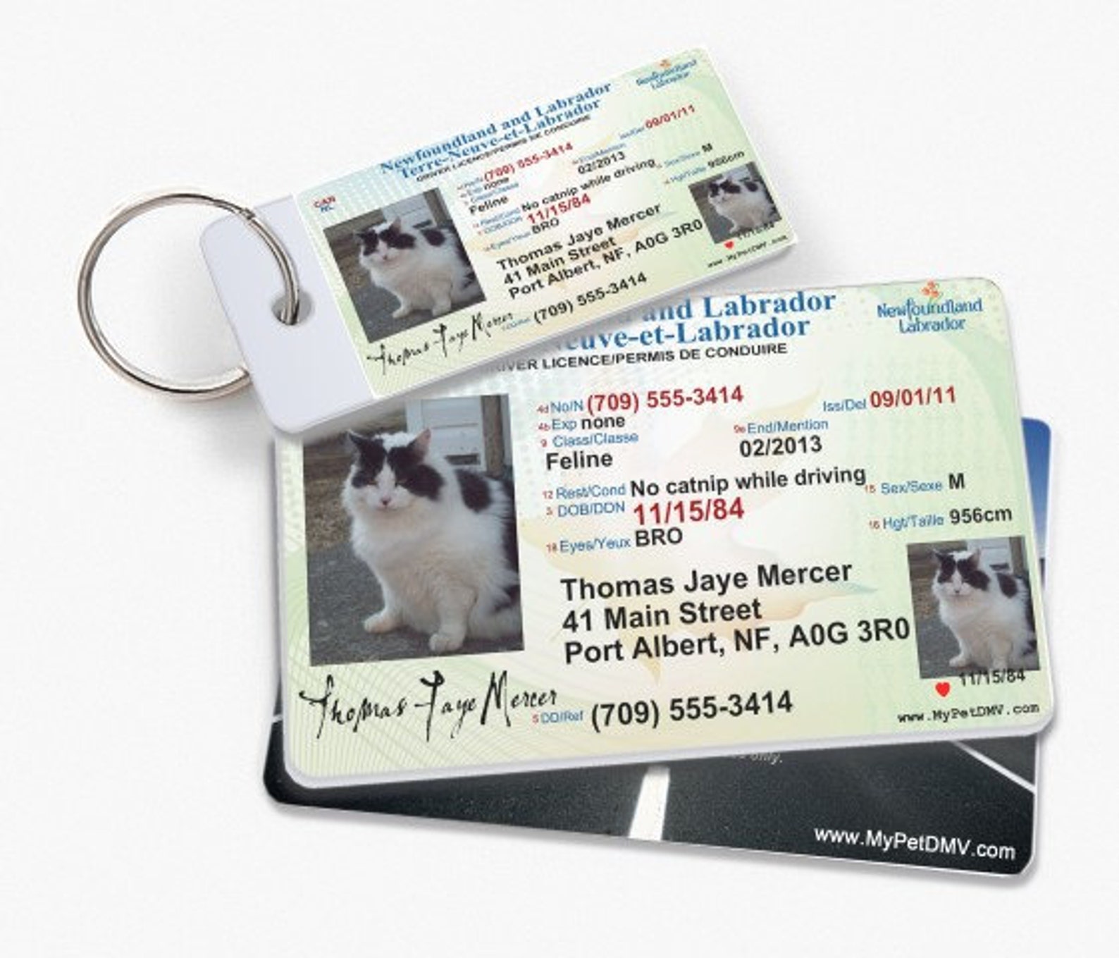 Canada Newfoundland Pet Drivers License ID Tags Complete | Etsy