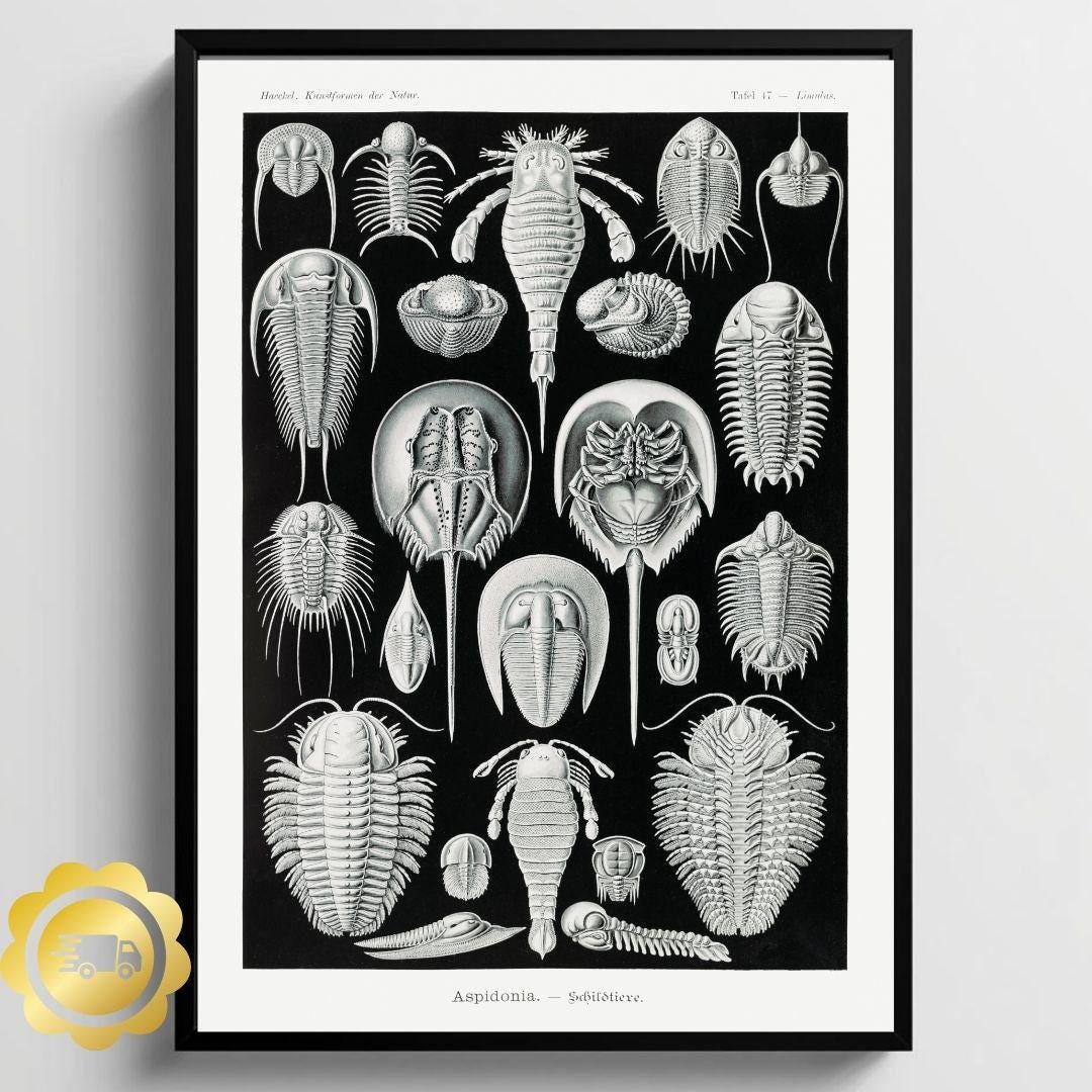 Haeckel Trilobite Poster Vintage Scientific Illustration Natural ...