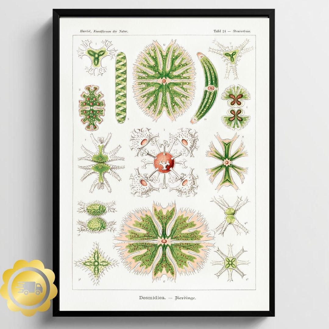 Vintage Haeckel Desmid Algae Poster Microscopic Botanical Illustration ...