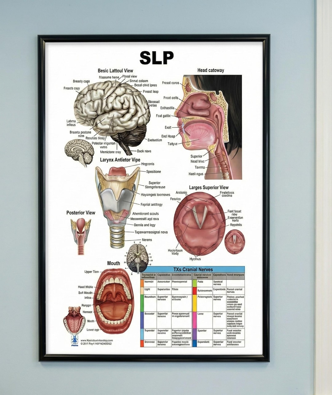 SLP Speech Anatomy Poster Language Pathologist Office Decor Medical ...