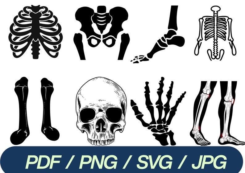 Human Bones SVG Bundle | Anatomy Clipart (png, Jpg, Pdf) - Etsy