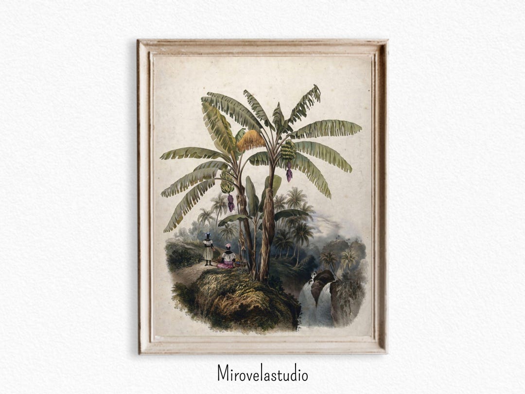 Vintage Banana Tree Botanical Print, Tropical Antique Illustration ...