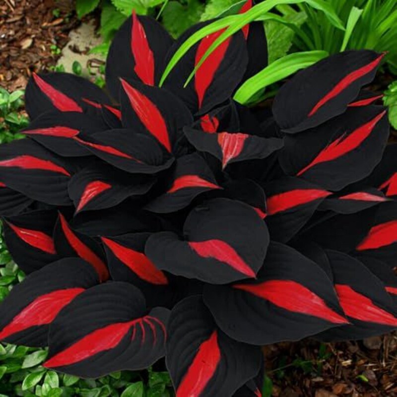 Black and Red Hosta Plants - Etsy