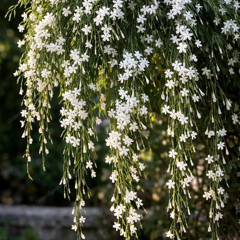 Trailing Jasmine Plants - Etsy