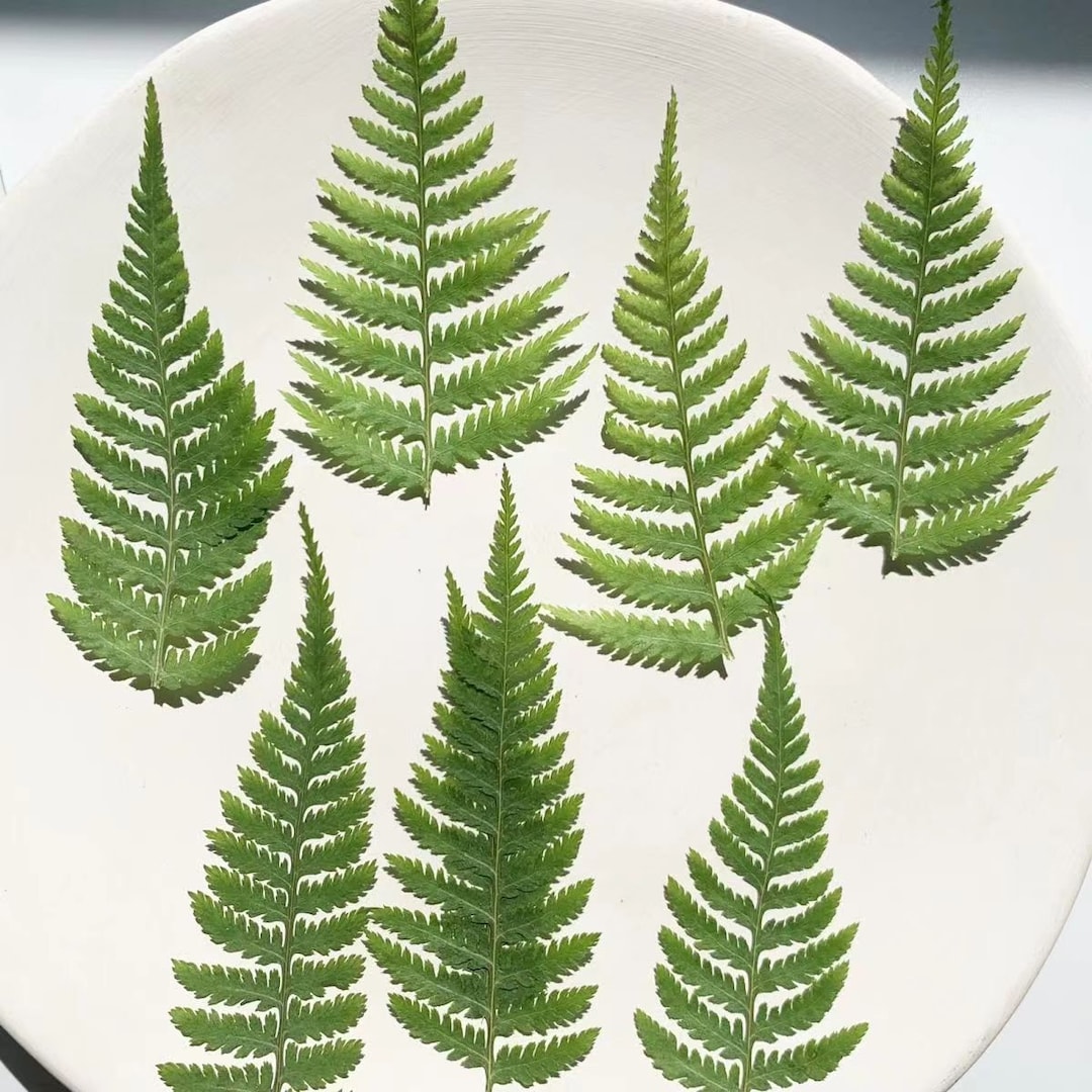 12pcs Pressed Dried Lady Fern Leaves Pressed Fern Leaf Real Pressed ...