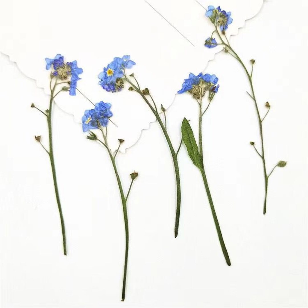 12pcs Pressed Dried Forget Me Not Real Pressed Flowers Dried Flowers ...
