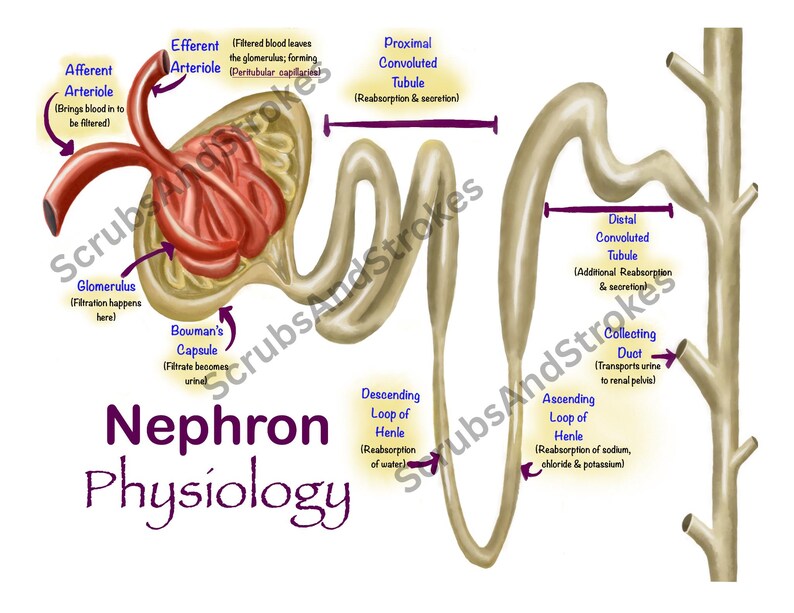 Kidney Nephron Illustration — Scientific Wall Art, Medical Education ...