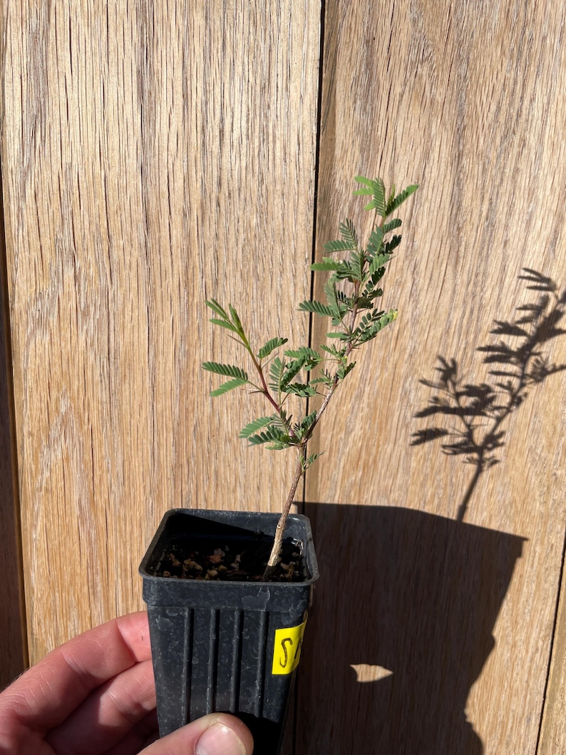 Texas Huisache (sweet Acacia) - Native Texas Tree Seedling - Pre Bonsai ...