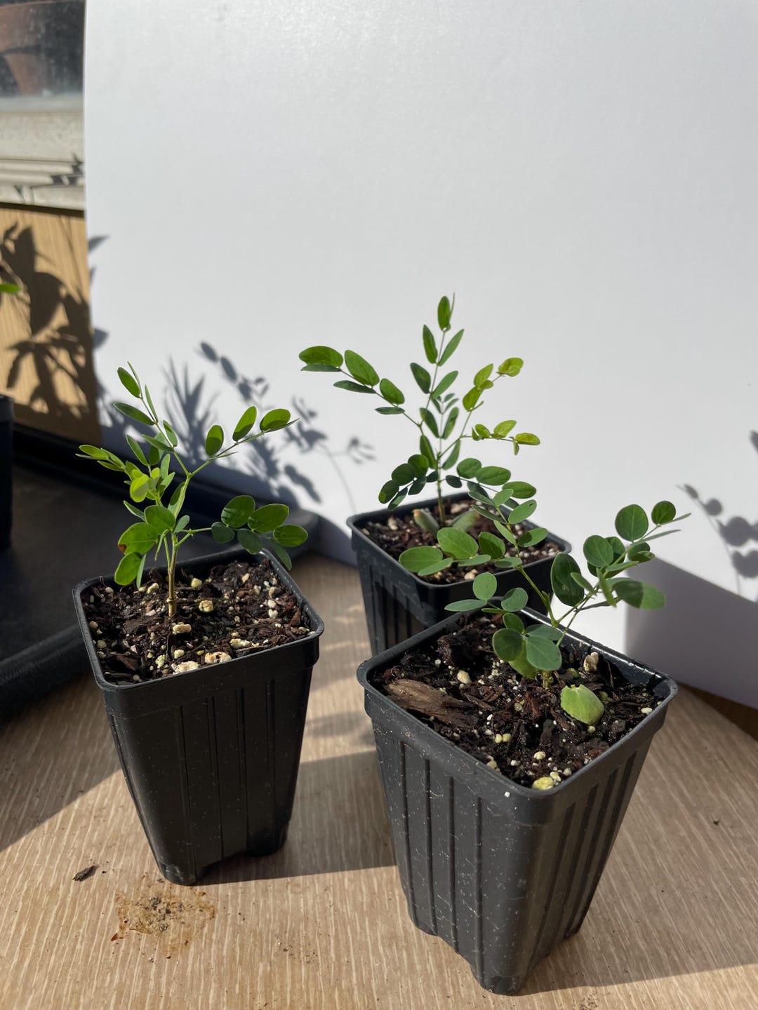 Goldenball Leadtree - Texas Native Seedling - Etsy