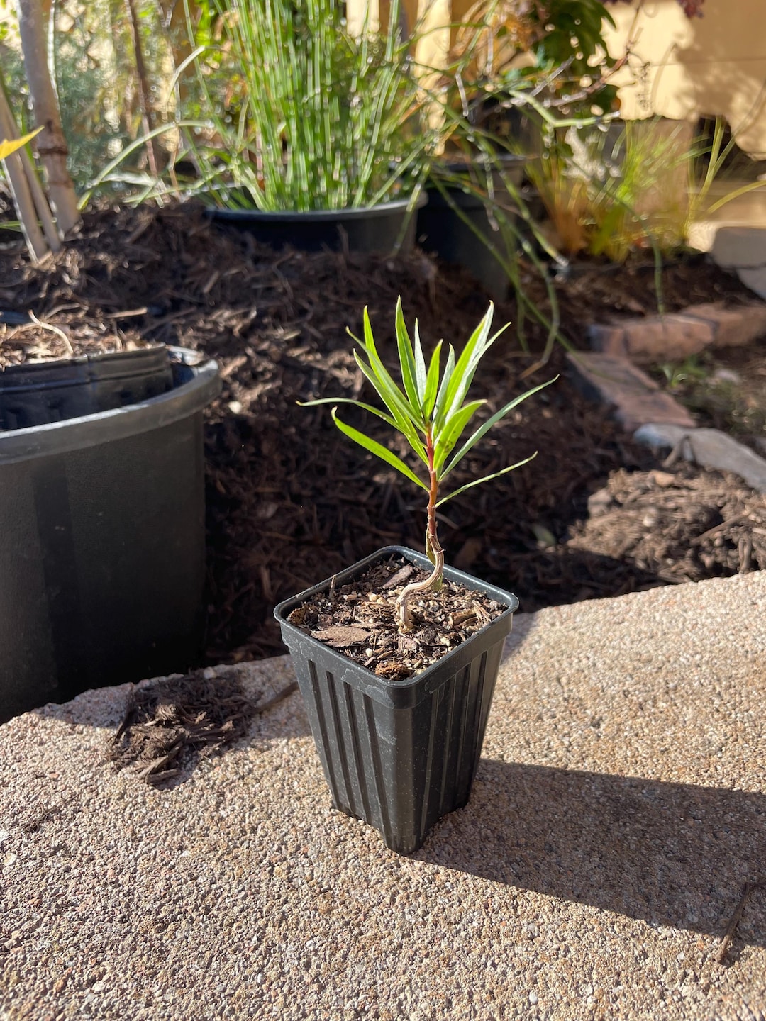 Desert Willow - Texas Native Tree Seedling - Etsy