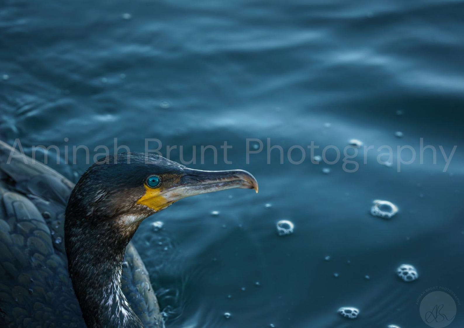 The Cormorant and the Silk Sea (profile), Isle of Skye - Limited Edition Photography Print - Etsy