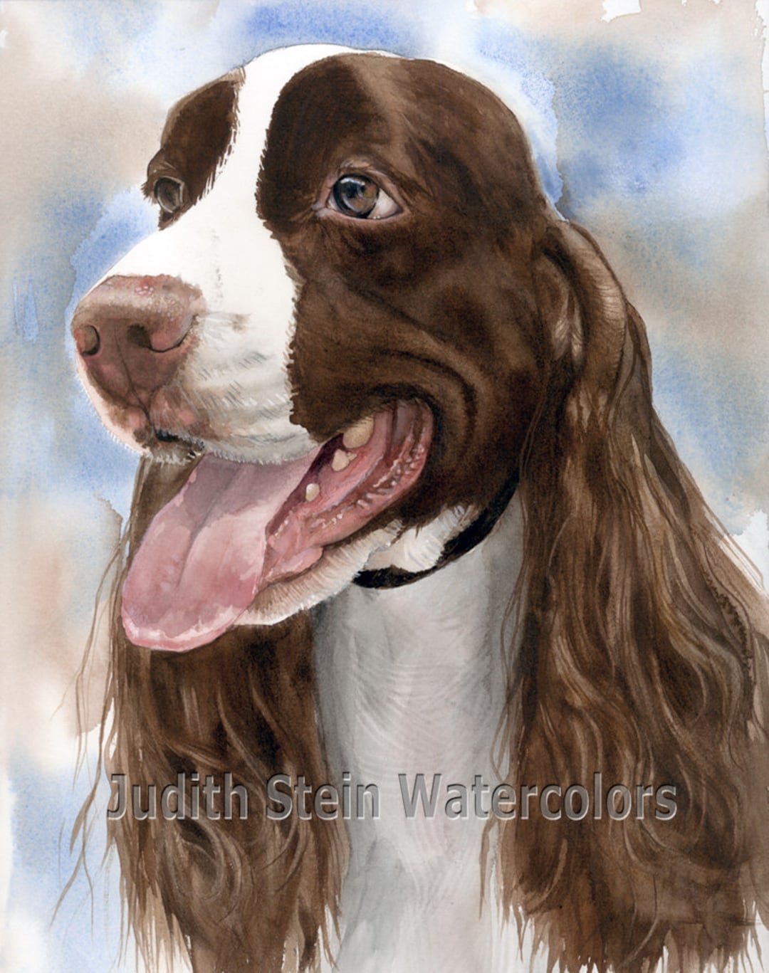 Springer Spaniel, Brown & White, AKC Sporting, Pet Portrait Dog Art ...