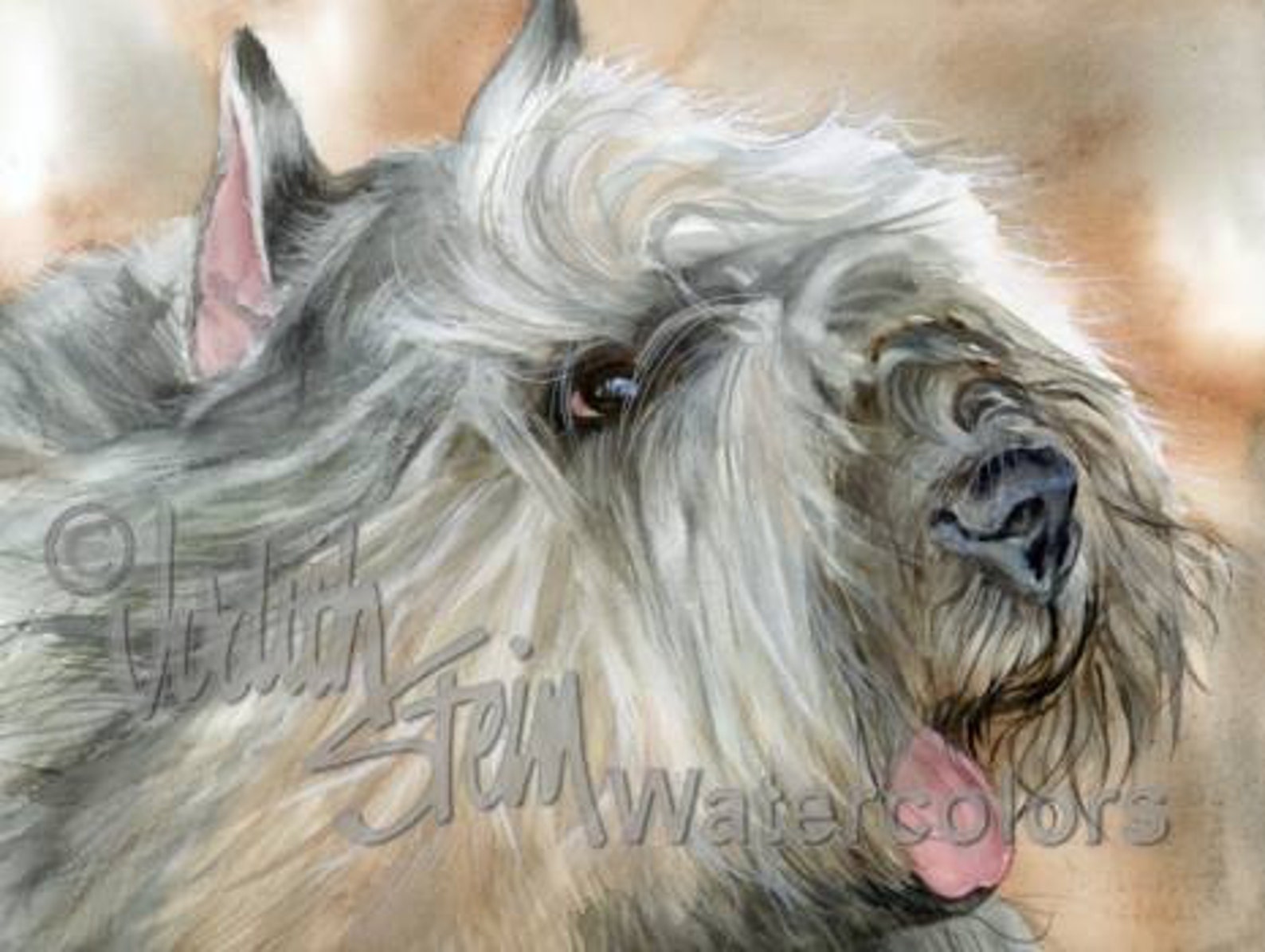 Bouvier Des Flandres Grey Flanders AKC Herding Pet | Etsy