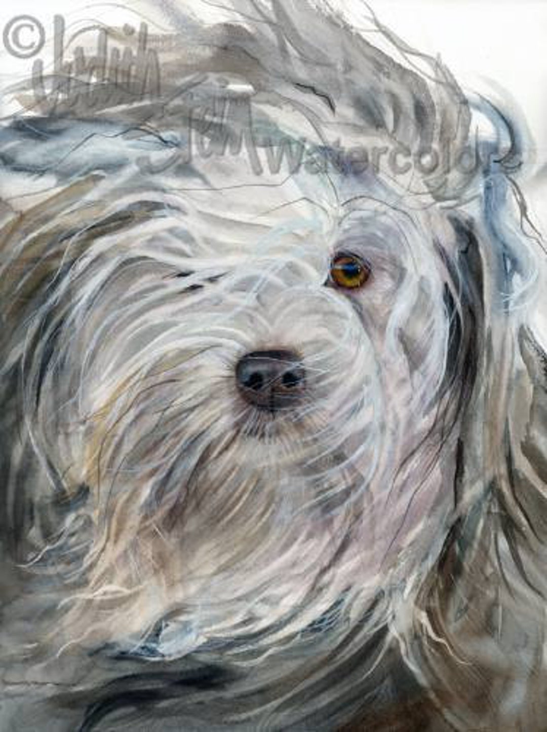 Lowchen, Silver, Gray, White, AKC Working, Companion, Pet Portrait Dog ...