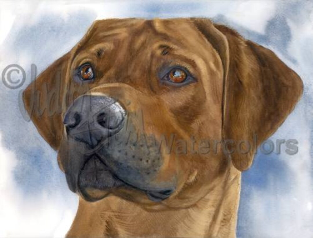Rhodesian Ridgeback, AKC Hound, Pet Portrait Dog Art Watercolor ...