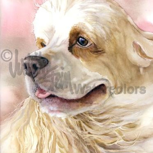 Cocker Spaniel Buff Cream Tan ASCOB AKC Sporting Pet - Etsy