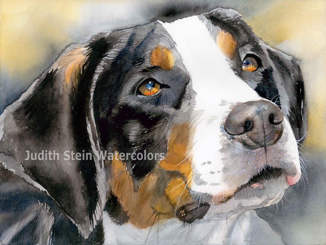 Greater Swiss Mountain Dog, Swiss Alps, AKC Working, Pet Portrait Dog ...