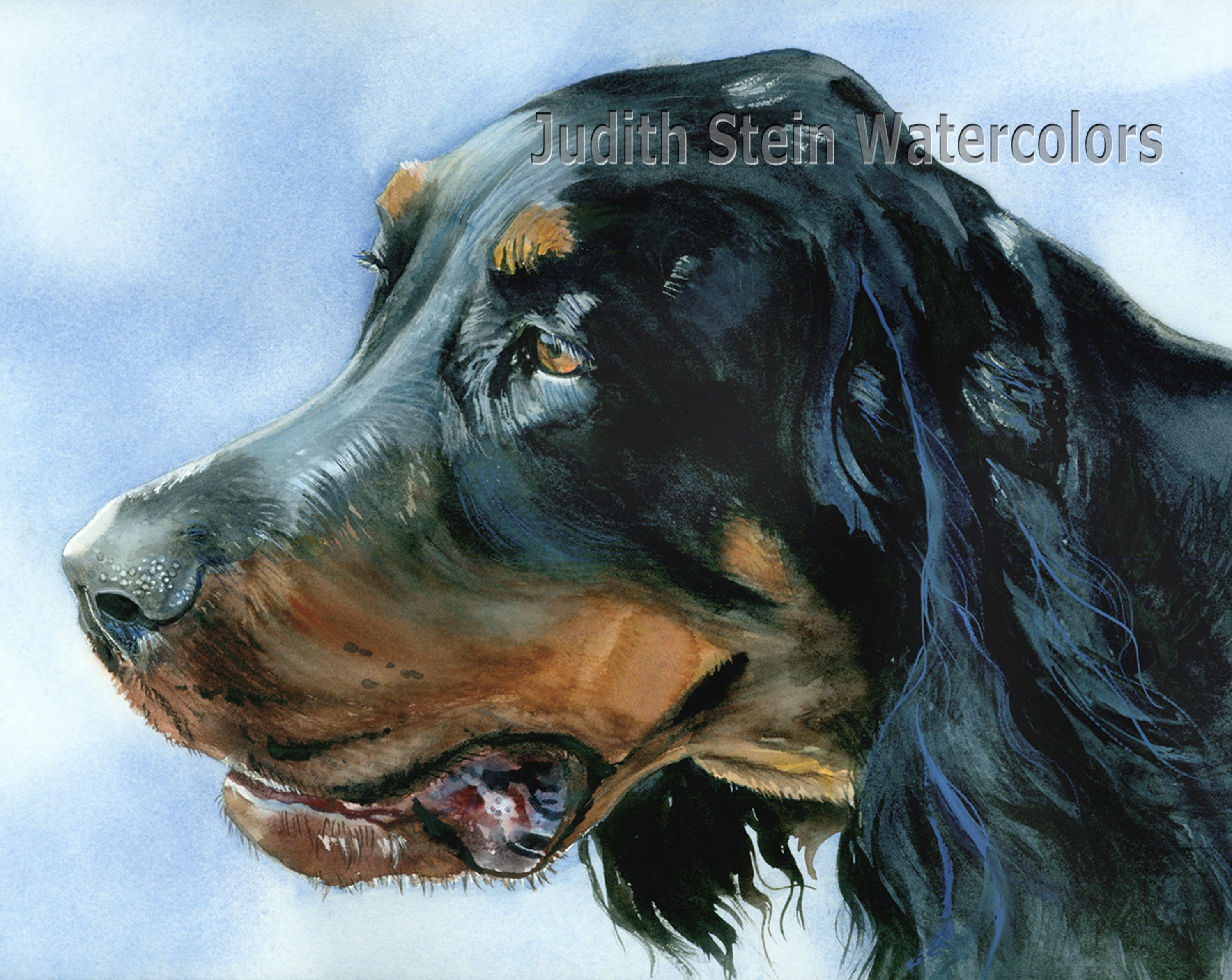 Gordon Setter, Black & Tan, AKC Sporting, Hunt Gun Dog, Pet Portrait ...