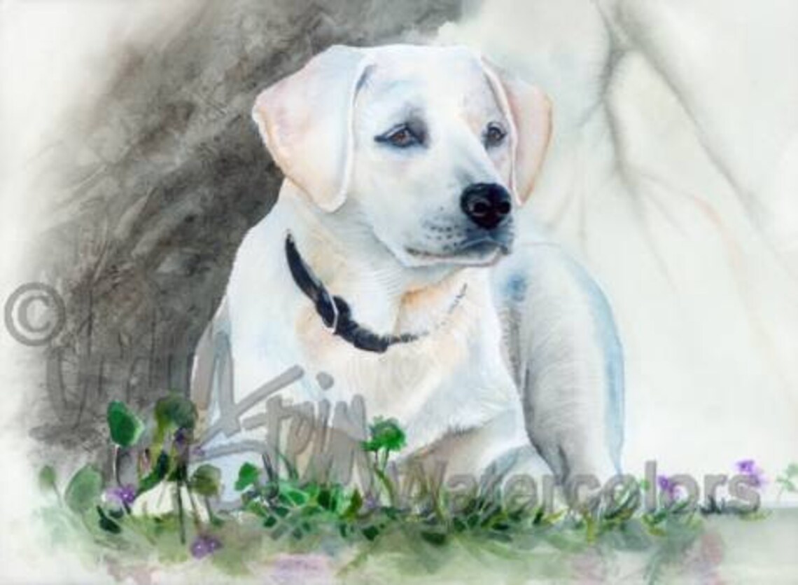 Labrador Retriever White Lab AKC Sporting Service Dog Pet - Etsy