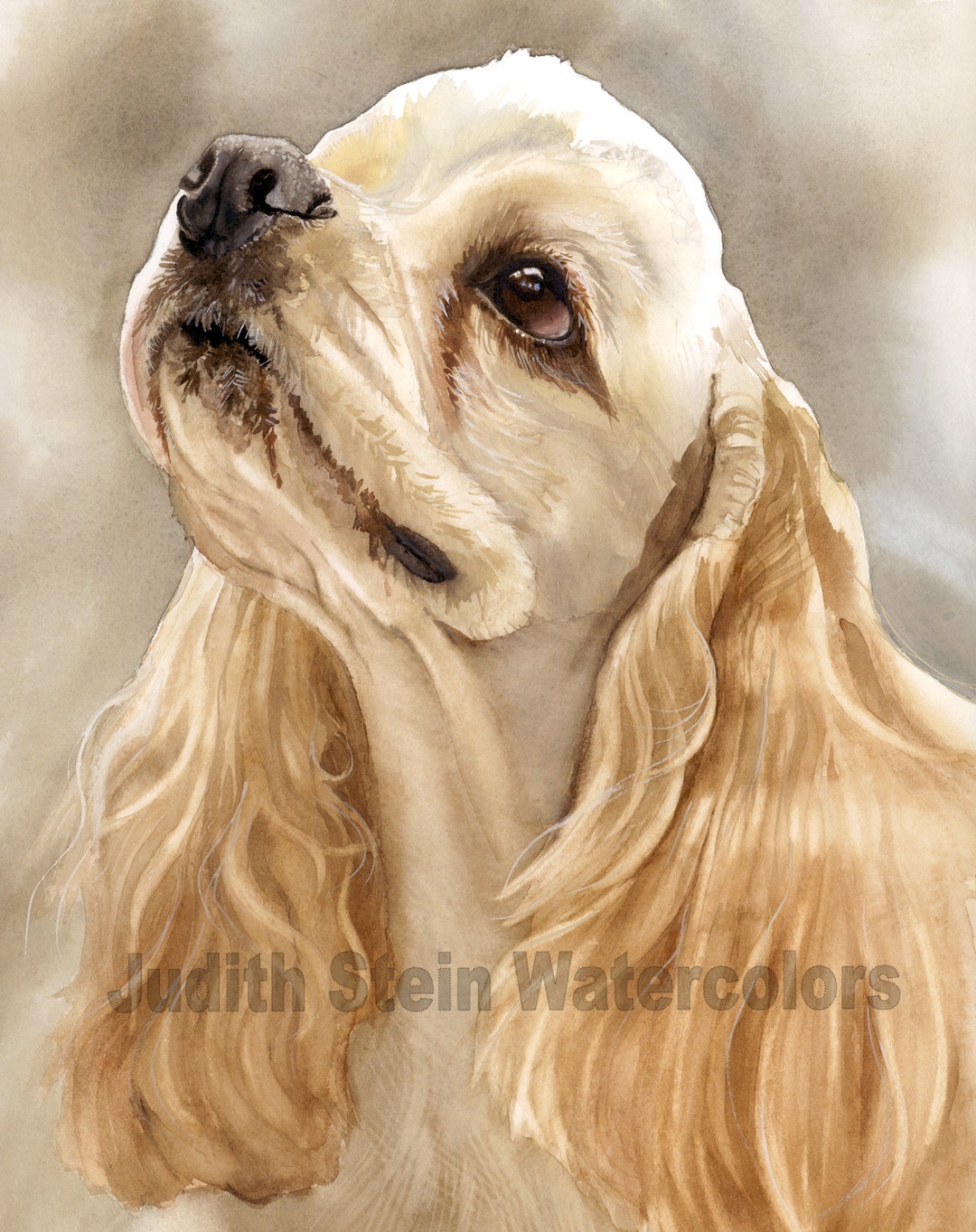 Cocker Spaniel, Buff, Cream, Tan, ASCOB, AKC Sporting, Pet Portrait Dog ...