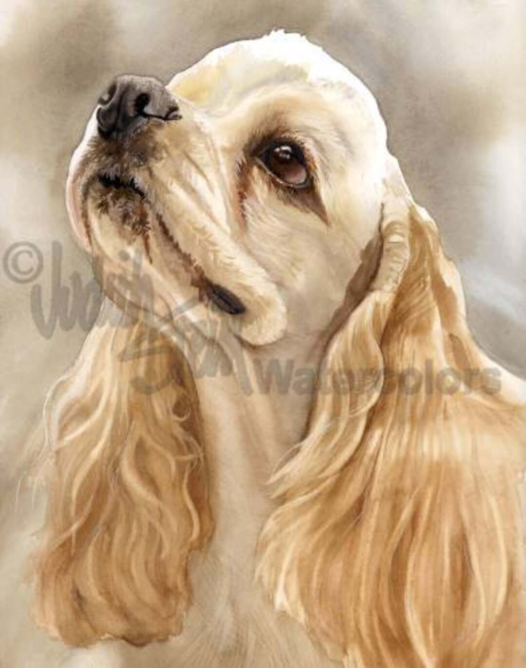Cocker Spaniel Buff Cream Tan ASCOB AKC Sporting Pet - Etsy