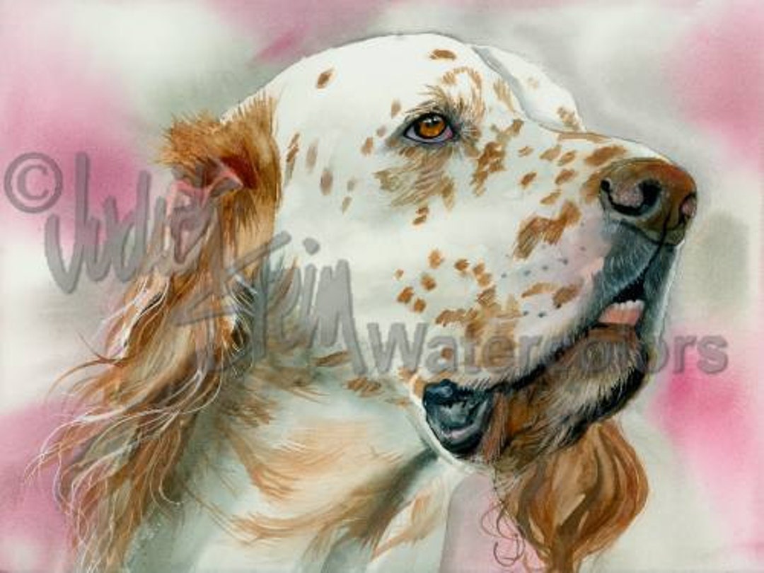 English Setter Orange Belton AKC Sporting Pet Portrait Dog - Etsy