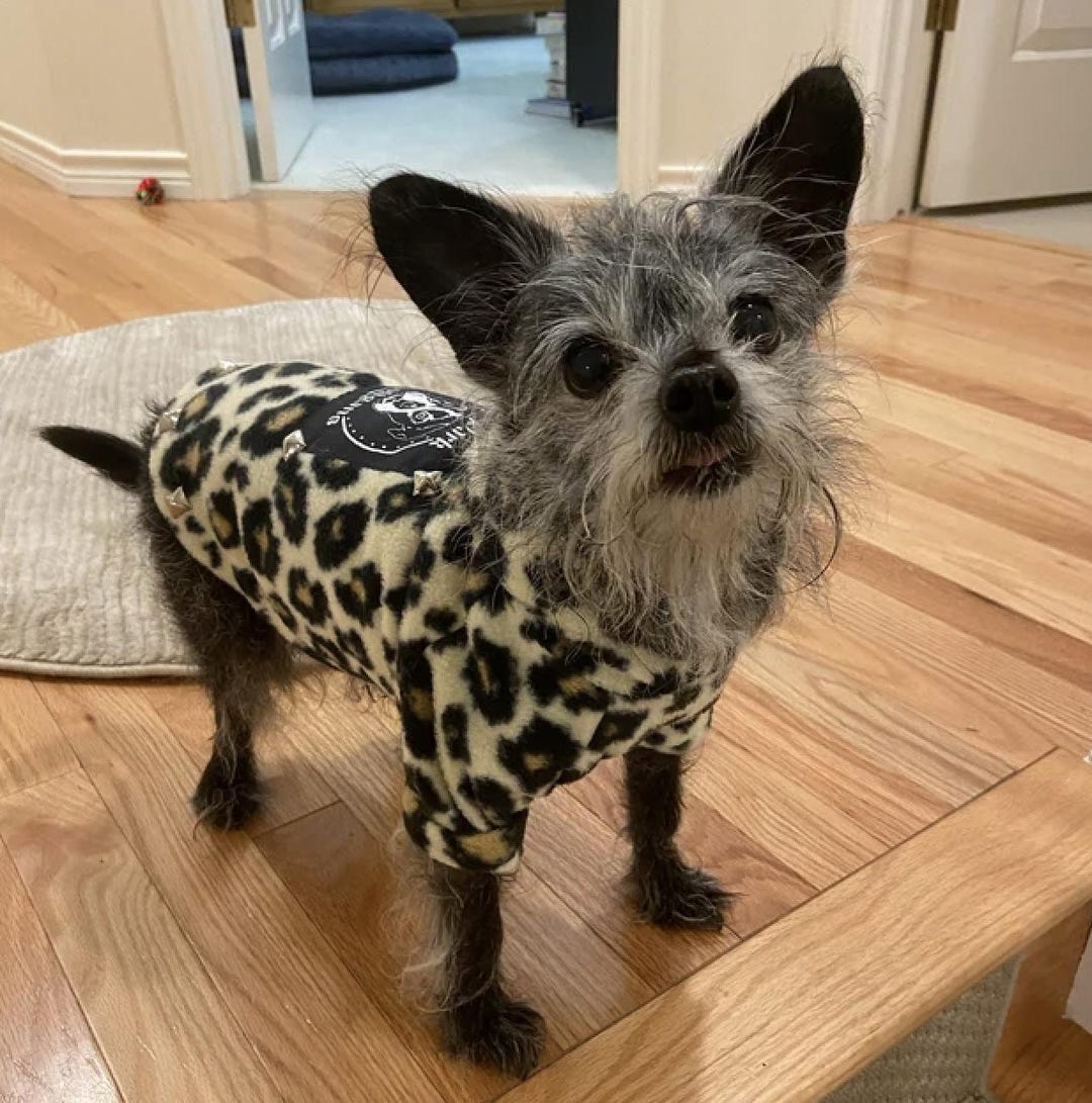 Punk Rock Dog Park Hooligans Leopard Print Fleece Dog Hoodie. - Etsy