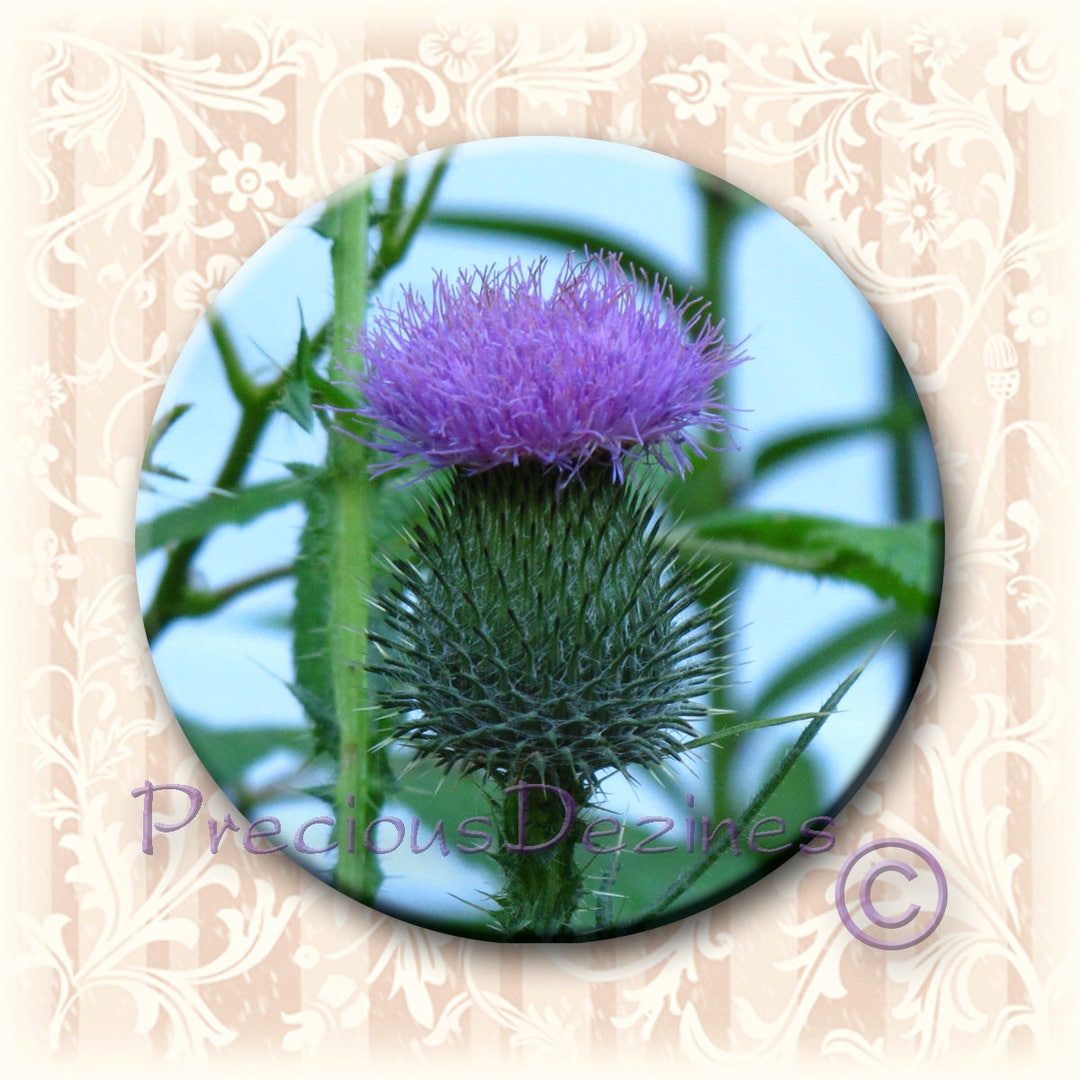 Scottish Thistle Button. 2.25" Round Pin Back Button, Magnet, Pocket ...
