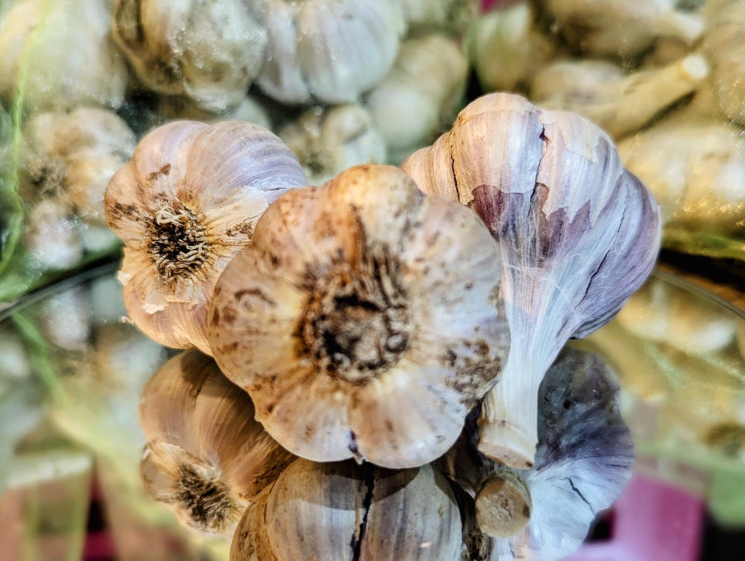 Purple Italian Garlic - 1 Pound Bag - Etsy