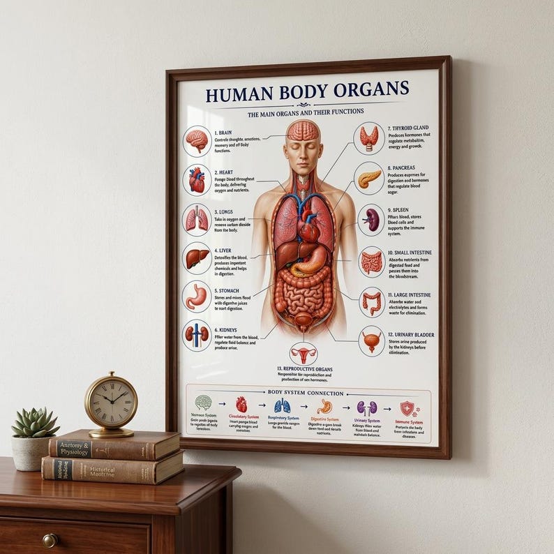 Human Body Organs Poster Printable | Anatomy Chart PDF | Human Anatomy ...