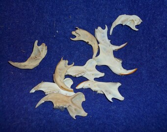 Squirrel skeleton | Etsy