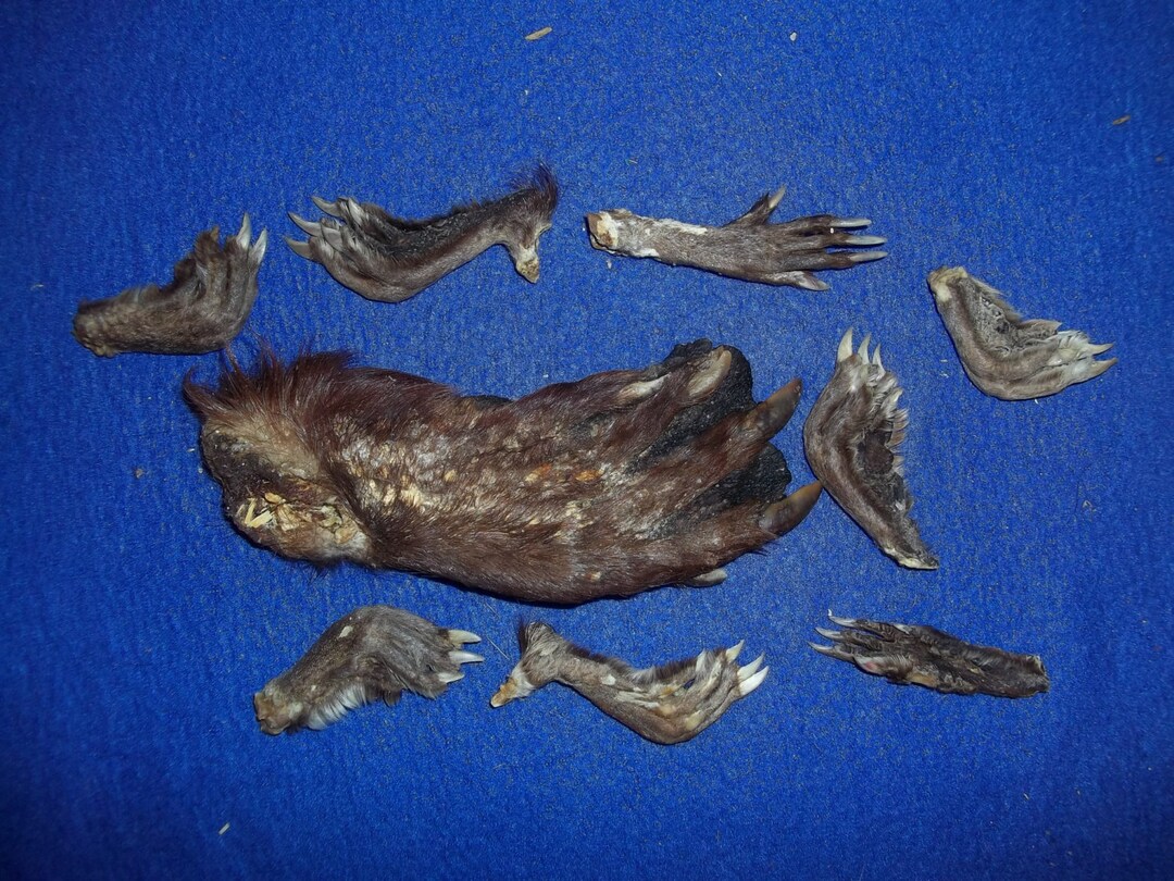 8 Muskrat 1 Beaver Foot Feet Real Animal Bone Taxidermy Weird Craft ...