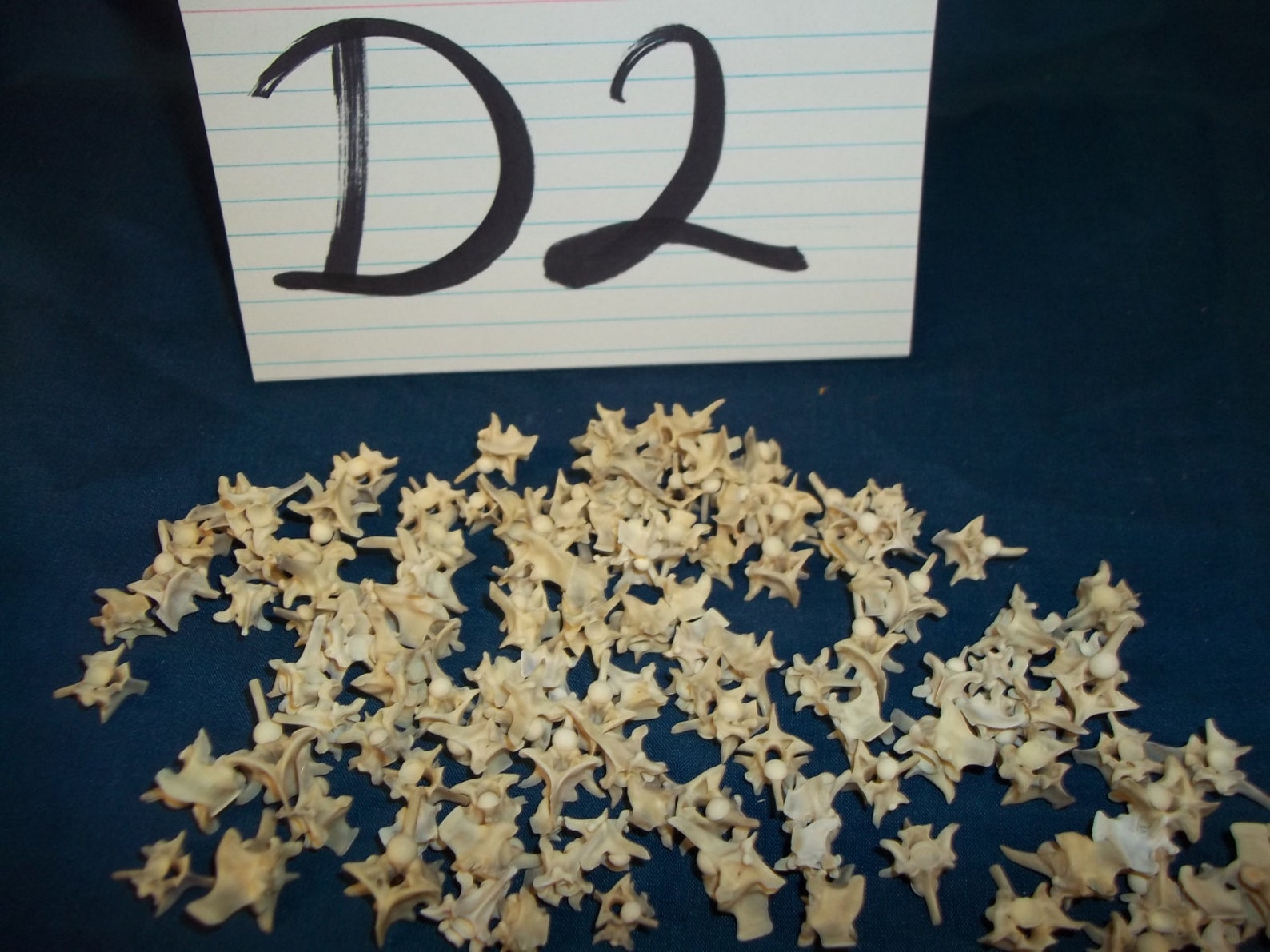 10 Med Real Animal Back Bone Rattle Snake Vertebra Skeleton Part Craft ...