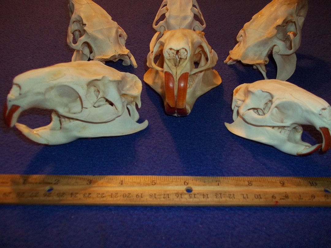 1 Real Animal Nutria Rat Rodent Bone Skull Teeth Craft Good Part ...