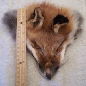 Real Animal Fur Tanned Red Fox Face Head Taxidermy Skin Pelt Hide Parts ...