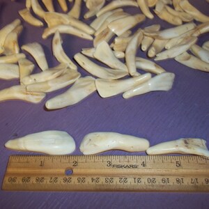 50 Real Animal Bone Buffalo Teeth Taxidermy Head Skull Skeleton Parts ...