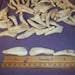 50 Real Animal Bone Buffalo Teeth Taxidermy Head Skull Skeleton Parts ...