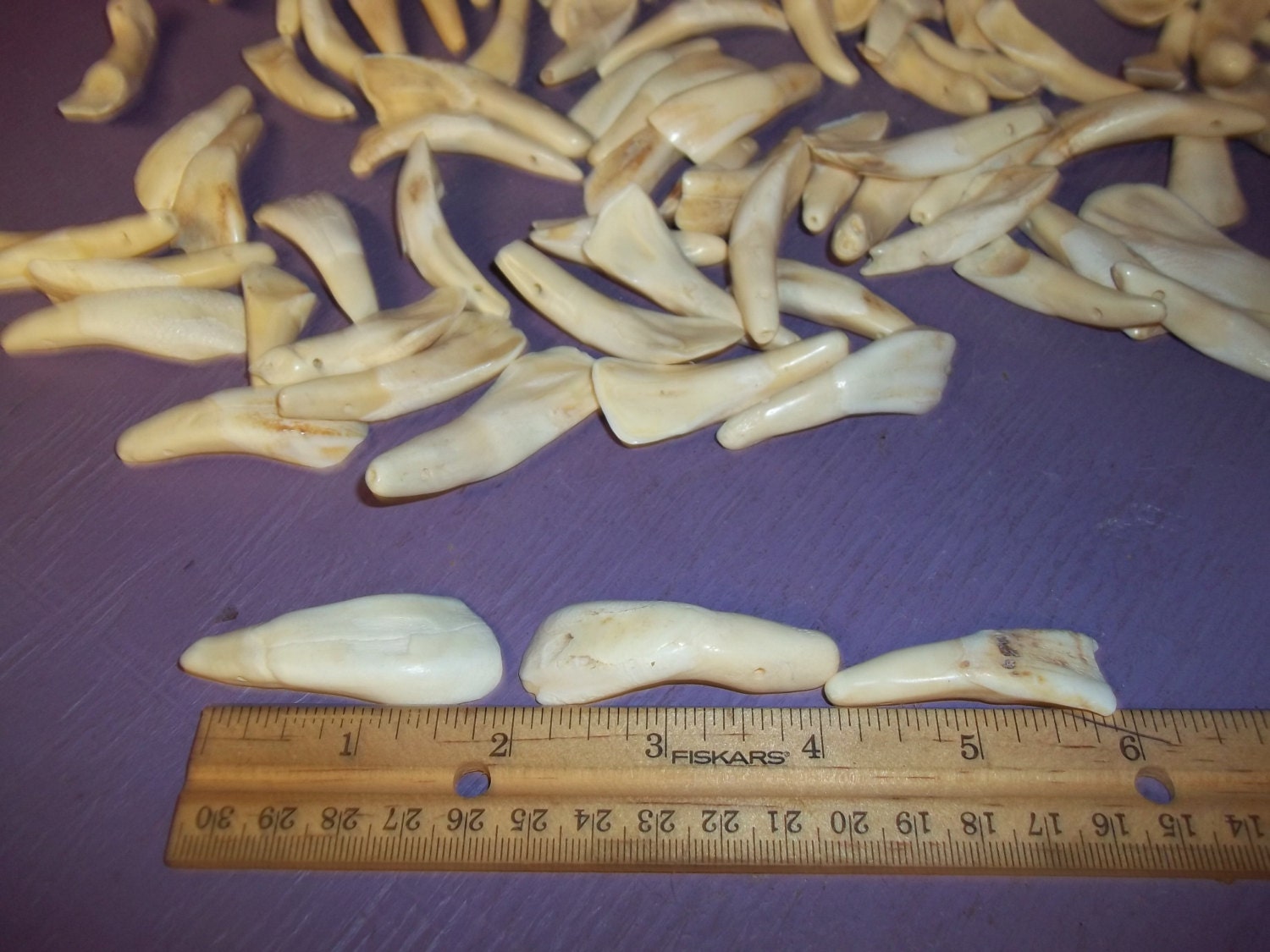 50 Real Animal Bone Buffalo Teeth Taxidermy Head Skull Skeleton Parts ...