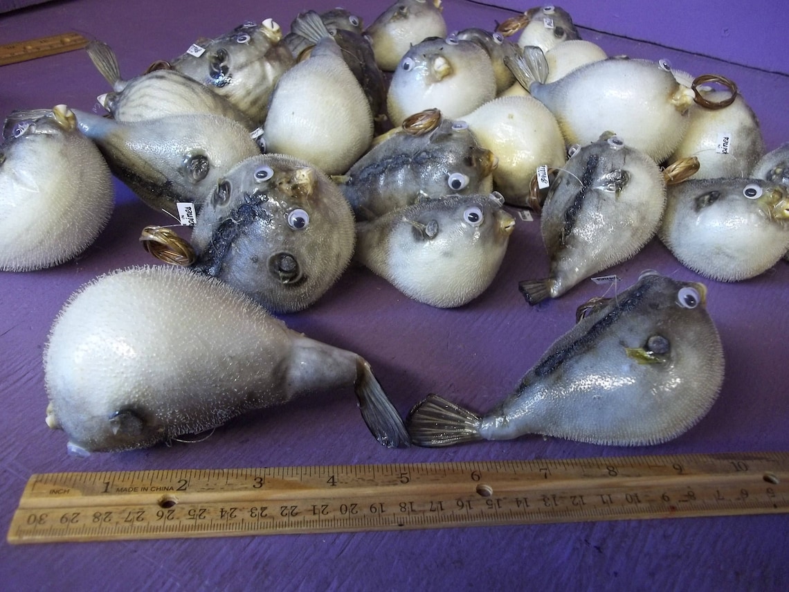 2 Parrot Puffer Blow Fish Real Animal Taxidermy Part Marine | Etsy